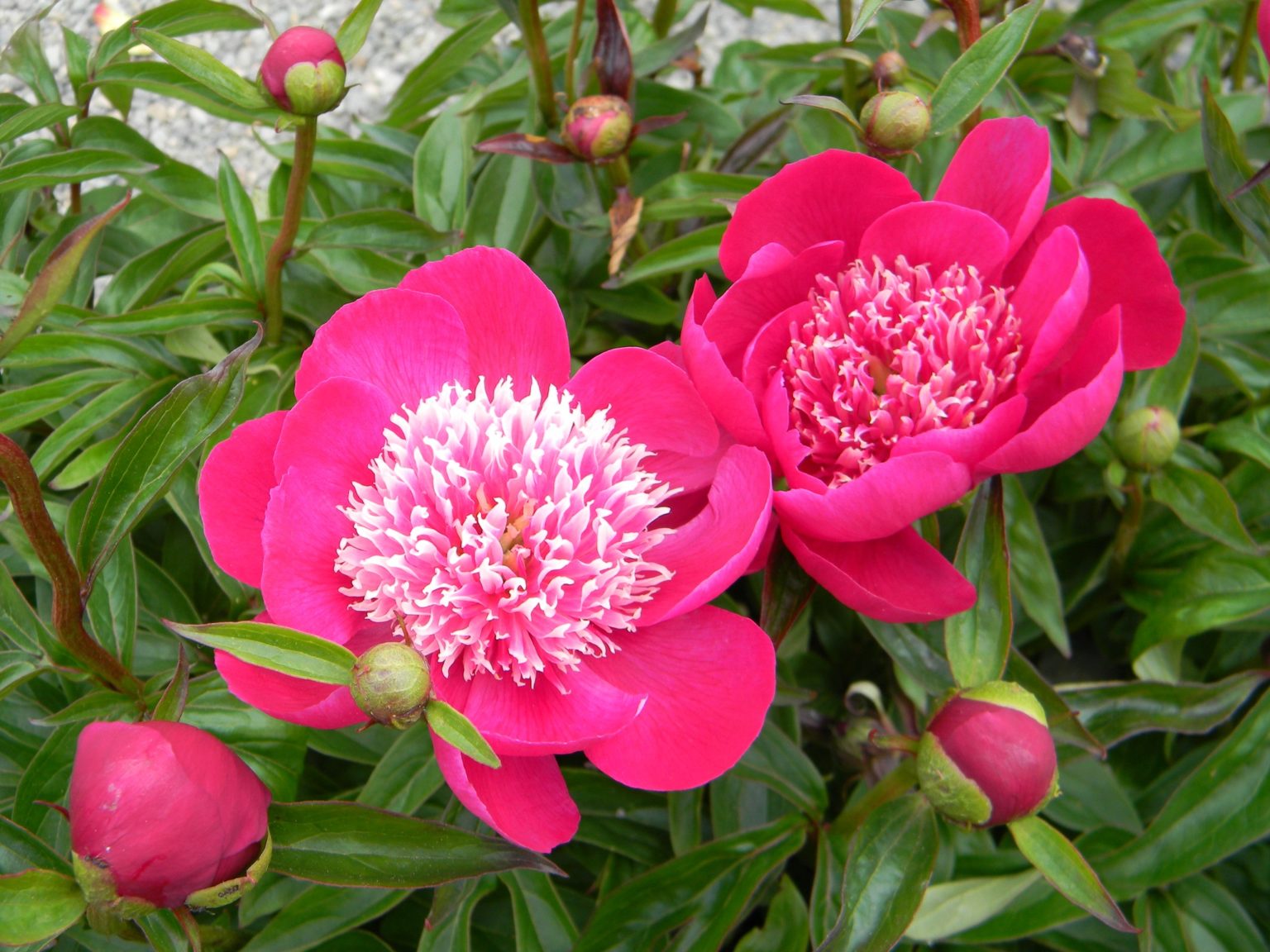 Master Gardener Foundation of Thurston County - Helping gardeners grow!