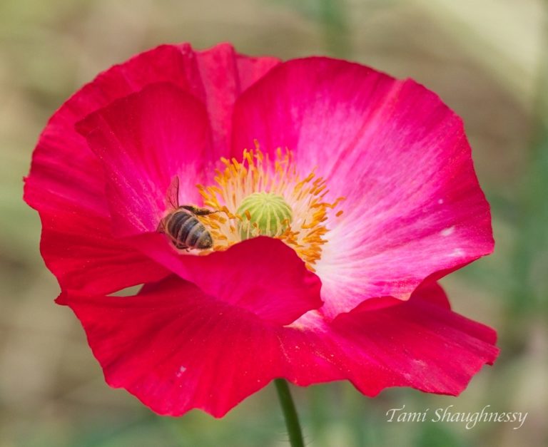 Master Gardener Foundation of Thurston County - Helping gardeners grow!