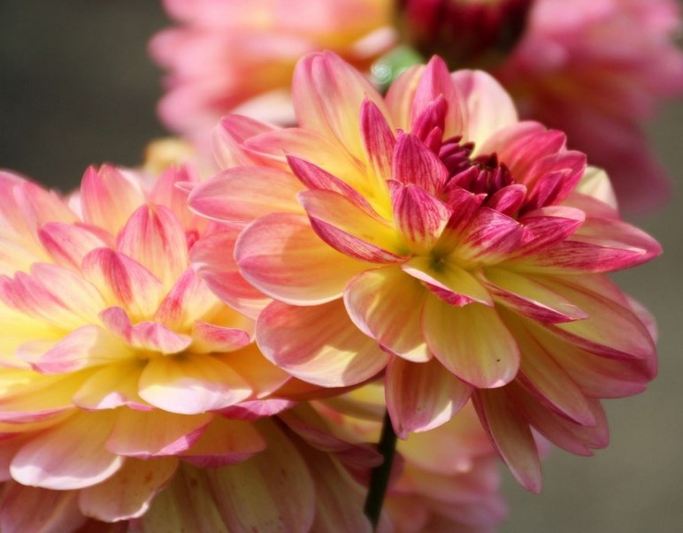 Master Gardener Foundation of Thurston County - Helping gardeners grow!